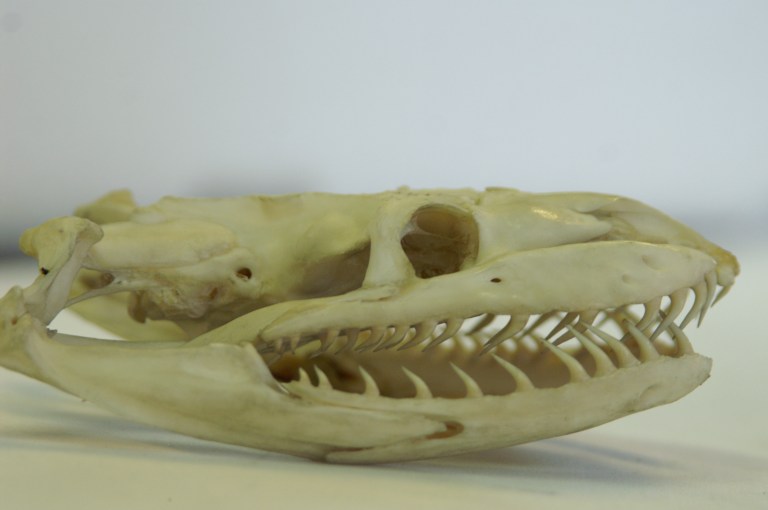 skulls | Zygoma