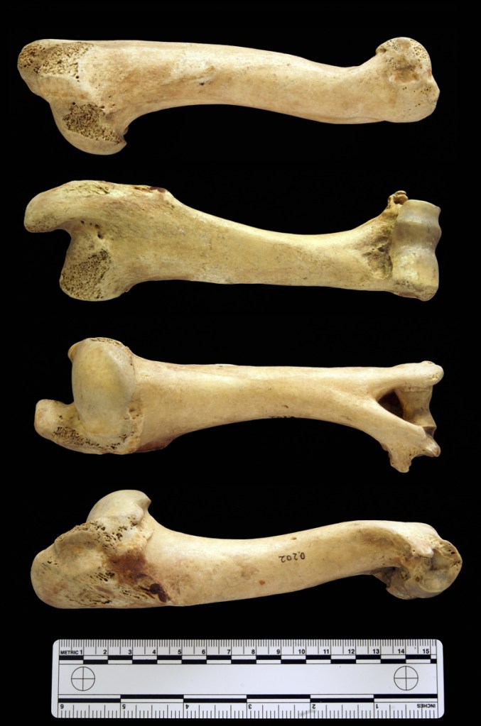 Friday mystery object #138 answer | Zygoma