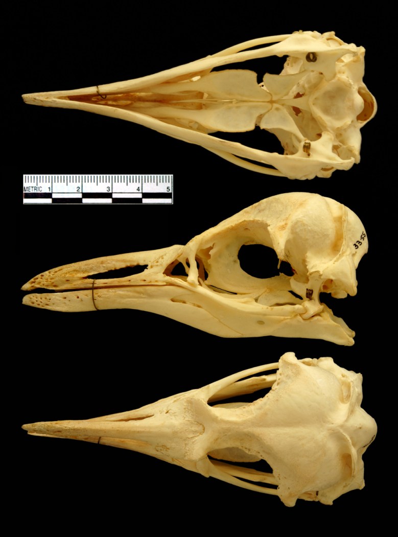 Friday mystery object #157 answer | Zygoma