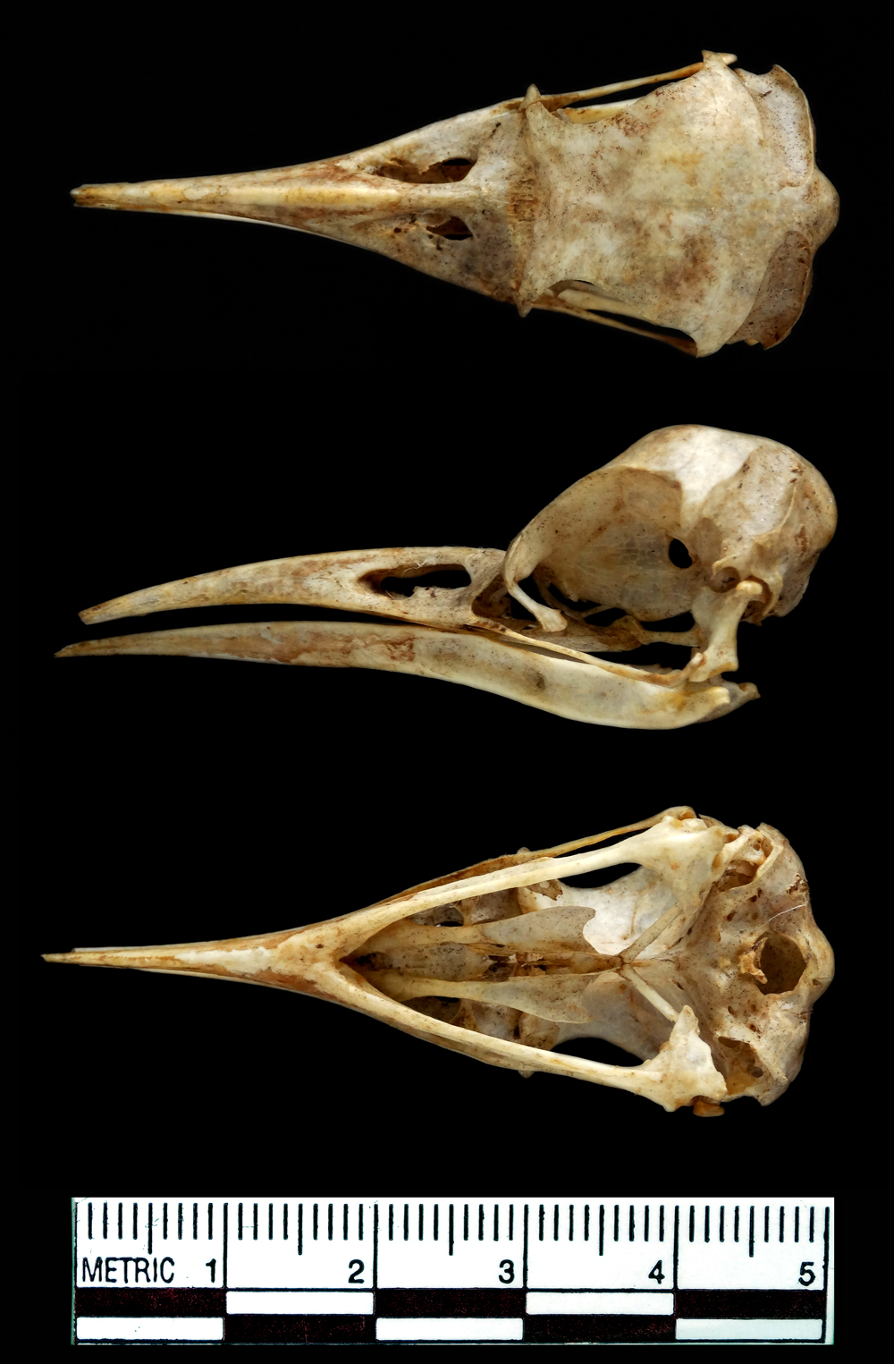 Friday mystery object #176 answer | Zygoma