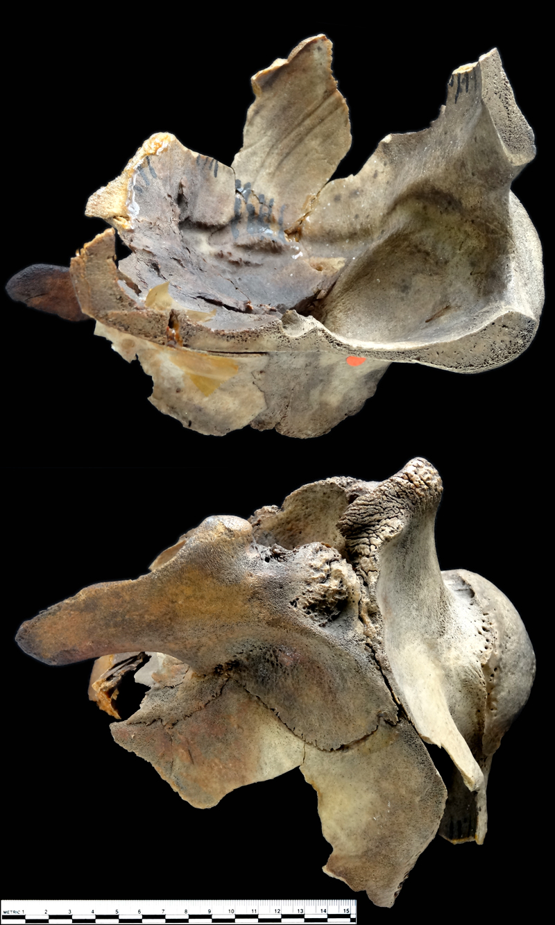 Friday mystery object #177 answer | Zygoma