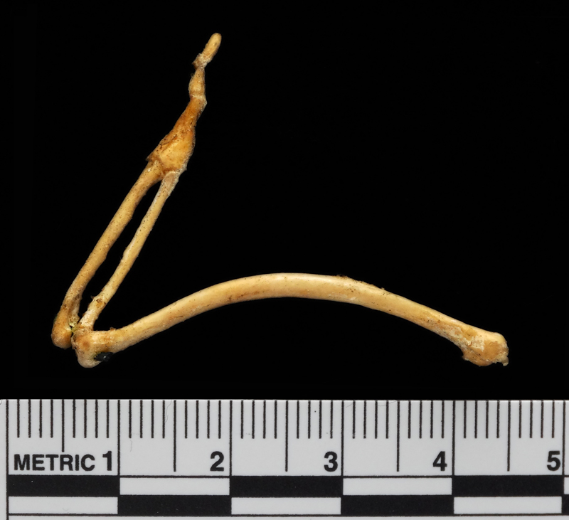 Friday mystery object #178 answer | Zygoma