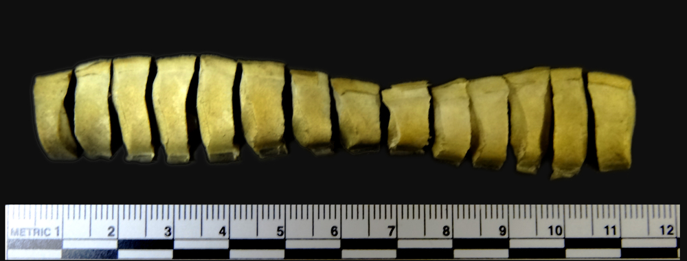 Friday mystery object #179 answer | Zygoma