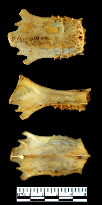 Friday mystery object #185 answer | Zygoma