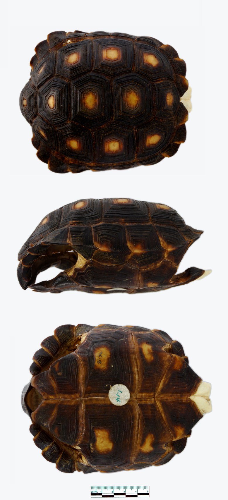 April | 2013 | Zygoma