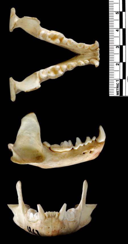 Friday mystery object #214 answer | Zygoma