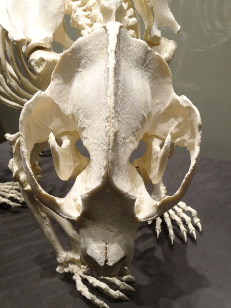 skeleton | Zygoma