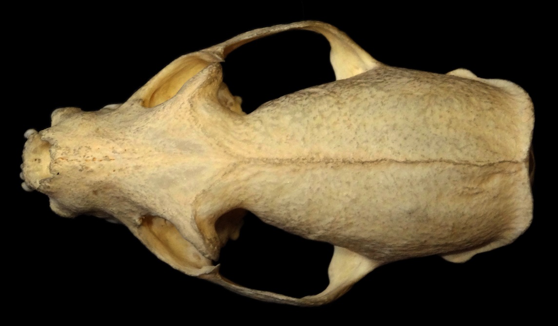 Friday mystery object #272 answer | Zygoma