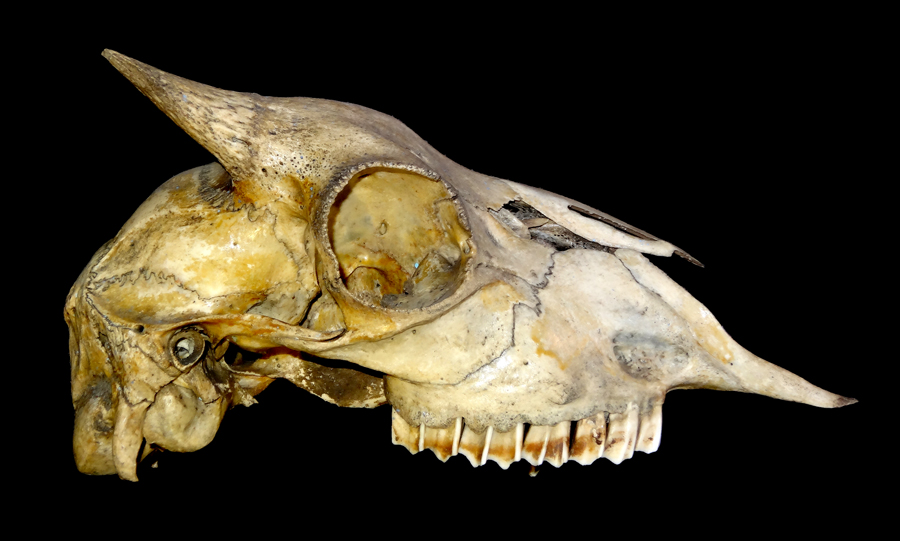 Friday mystery object #273 answer | Zygoma