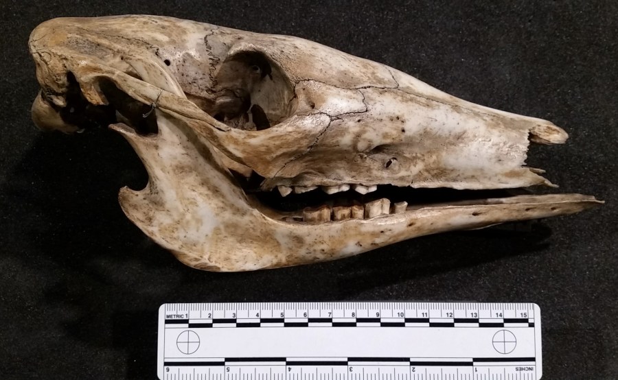 Zygoma | Adventures in natural history collections