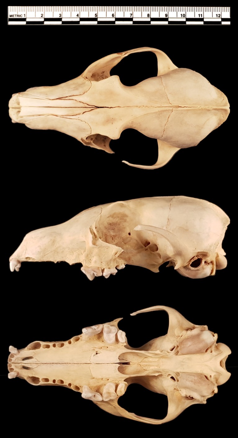 Friday mystery object #316 answer | Zygoma