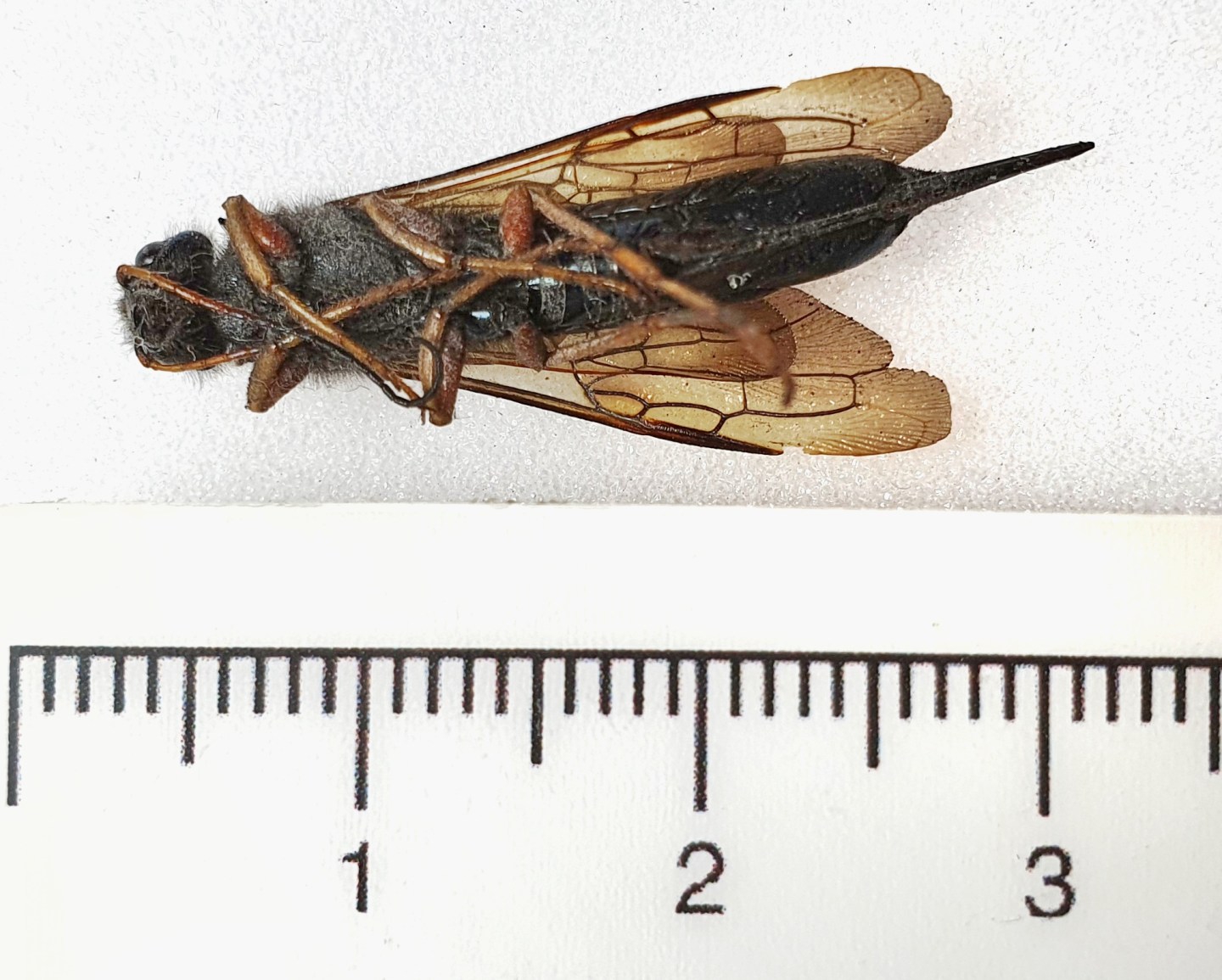 insect | Zygoma
