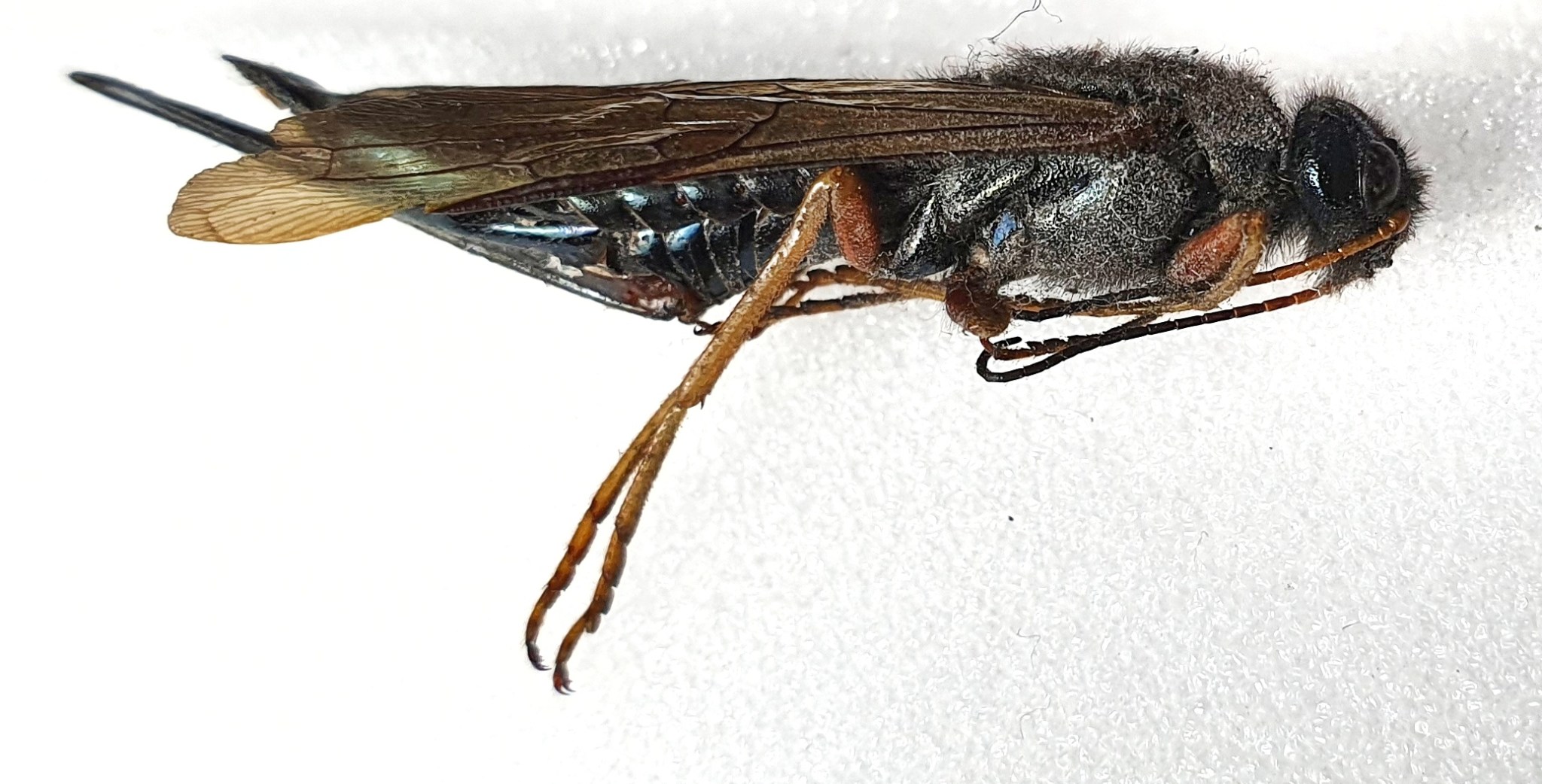 insect | Zygoma