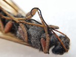 insect | Zygoma