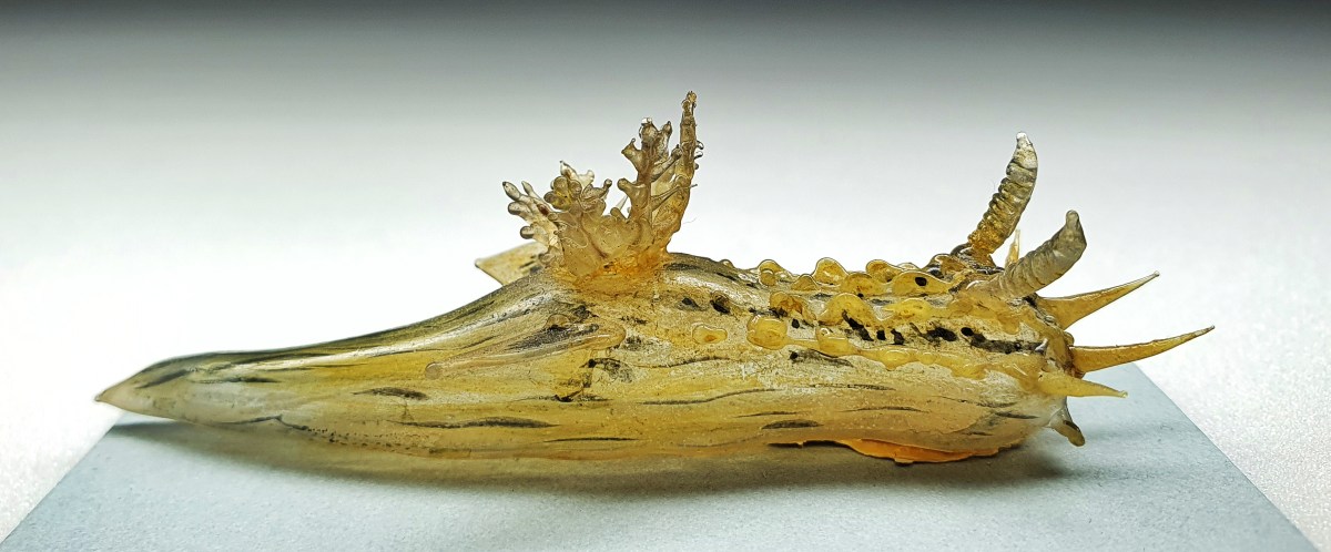 Friday mystery object #414 answer | Zygoma