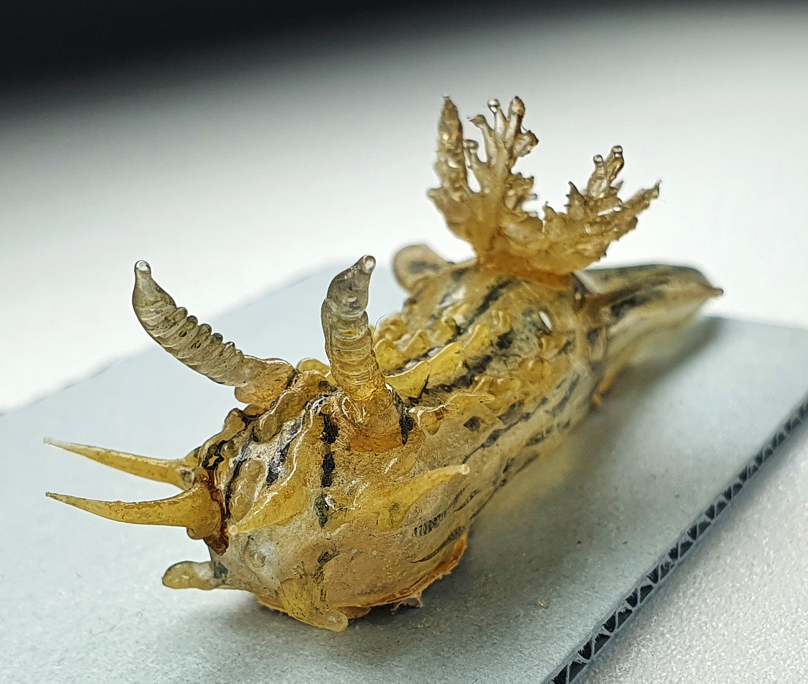 Friday mystery object #414 | Zygoma