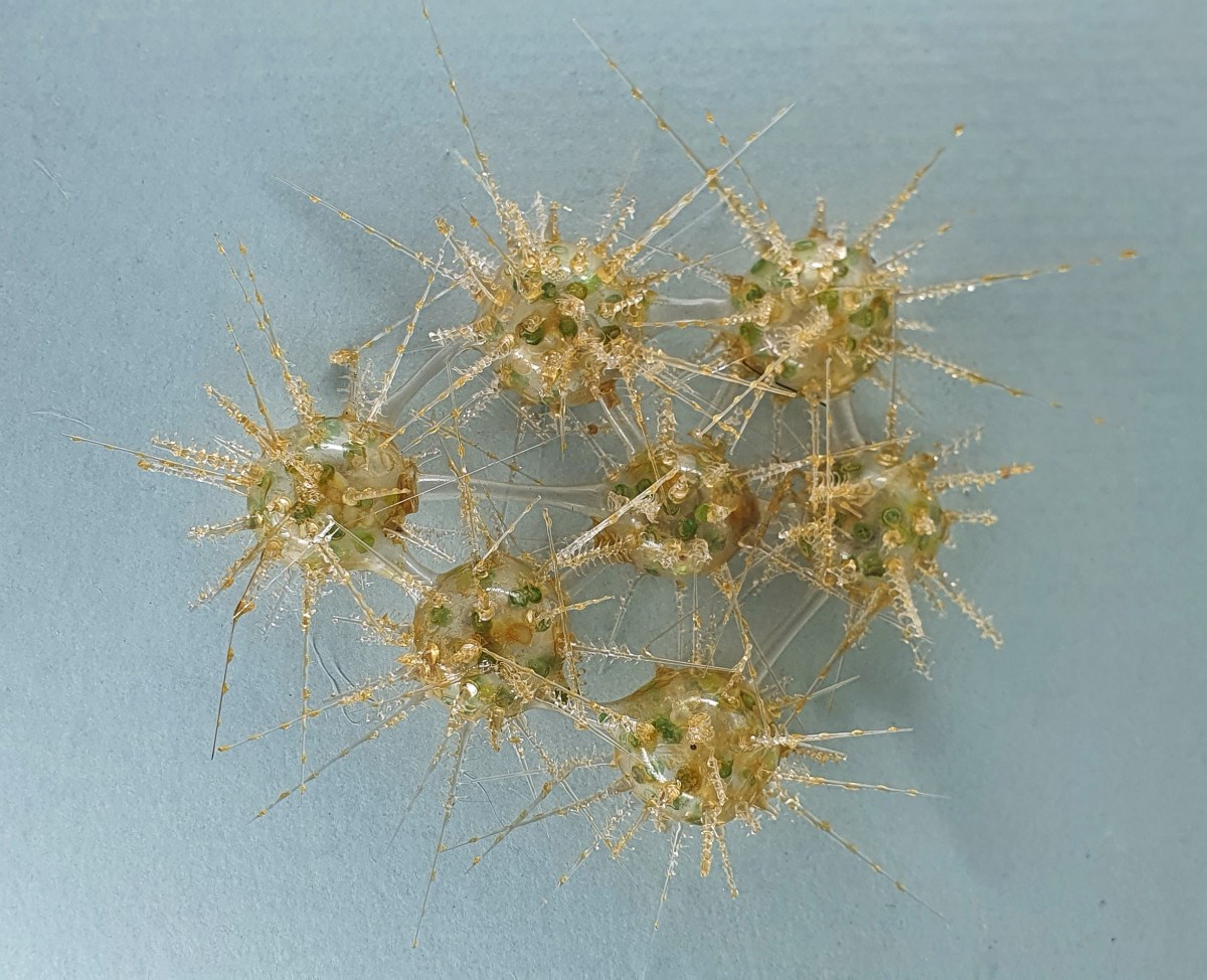 Friday mystery object #418 | Zygoma