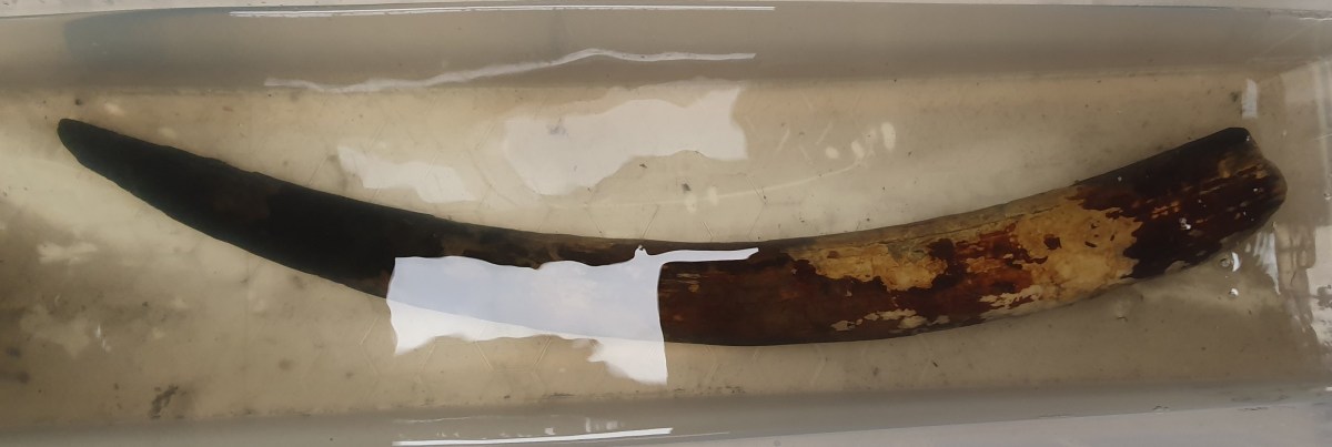 Friday mystery object #420 | Zygoma