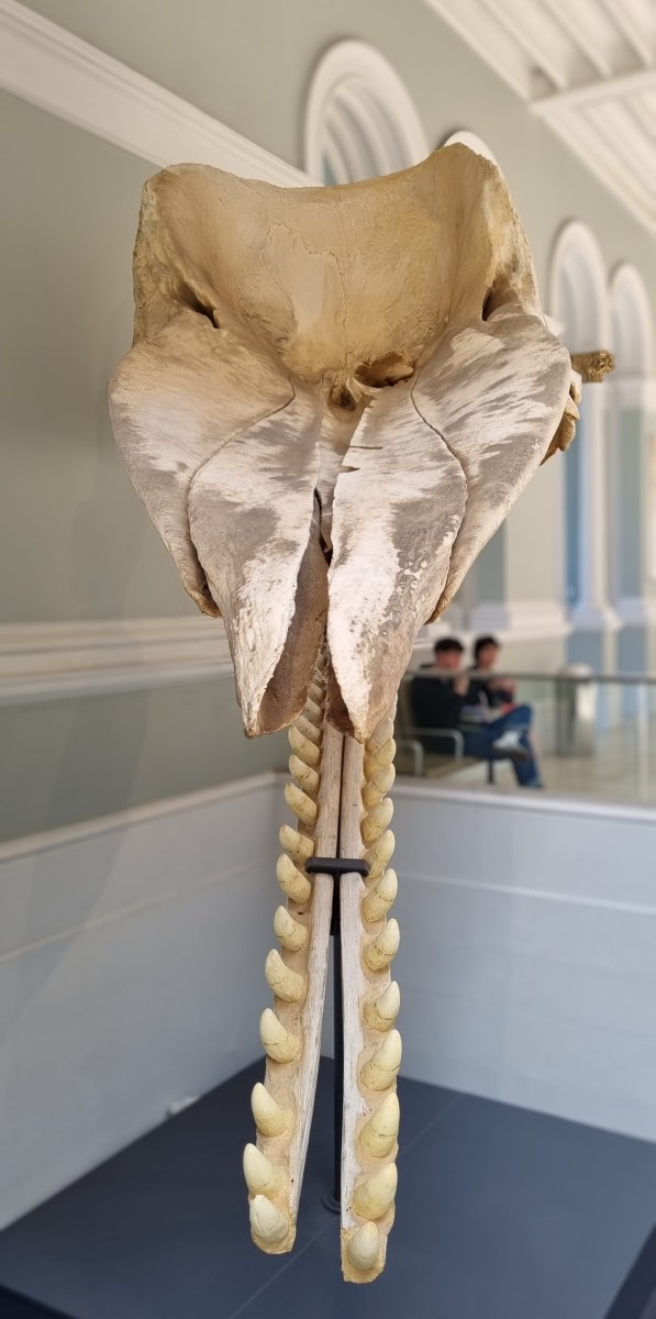 Friday mystery object #436 answer | Zygoma