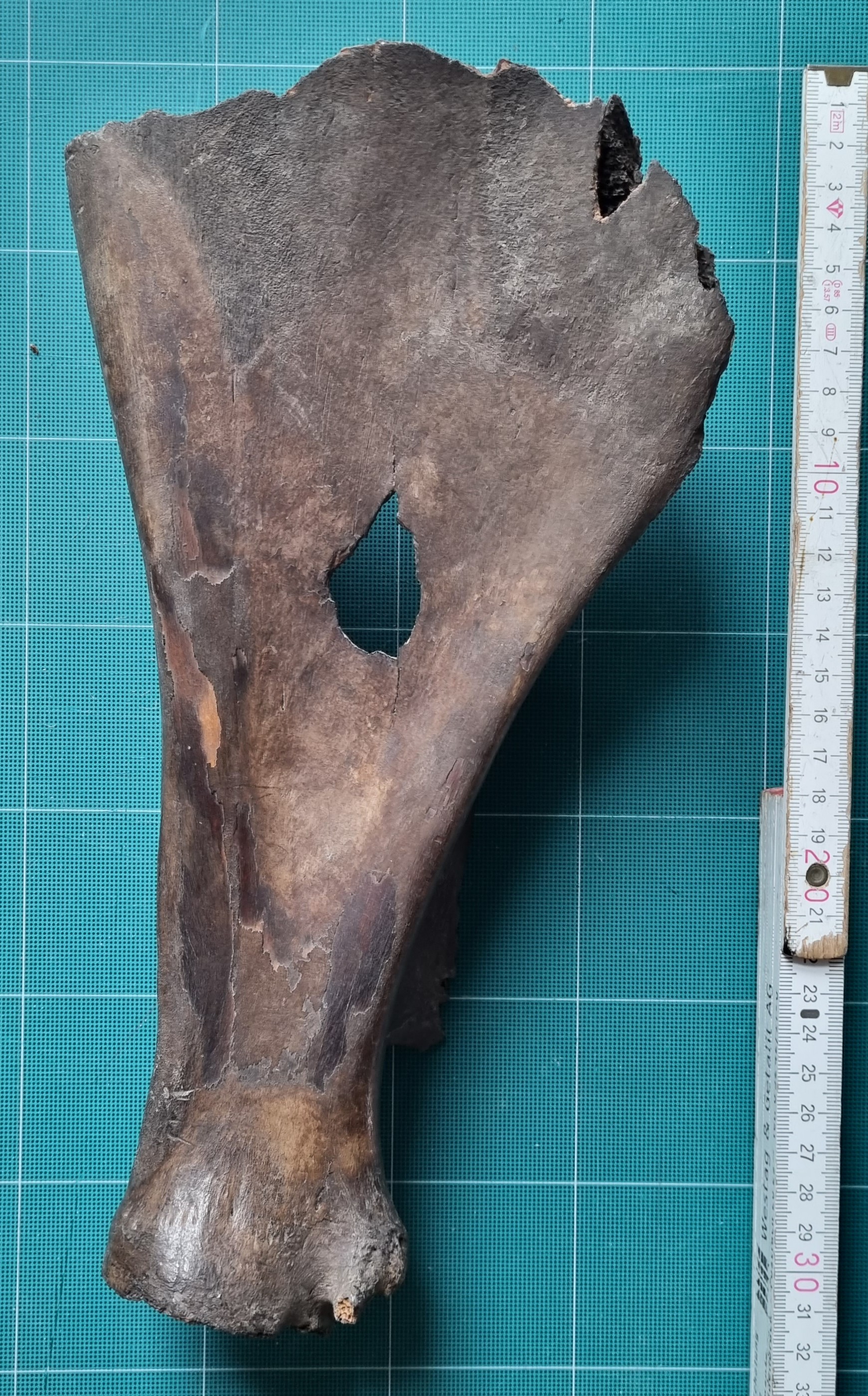 Friday mystery object #437 answer | Zygoma