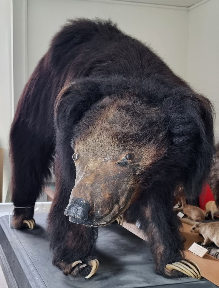 Friday mystery object #438 answer | Zygoma