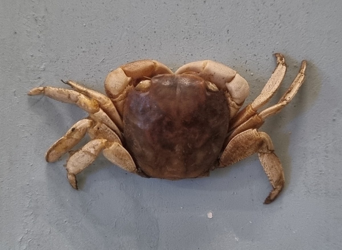 Friday mystery object #439 answer | Zygoma