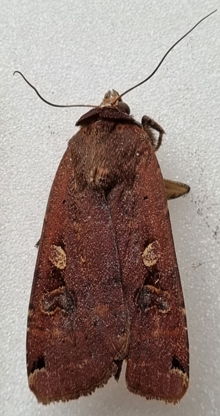 insect | Zygoma