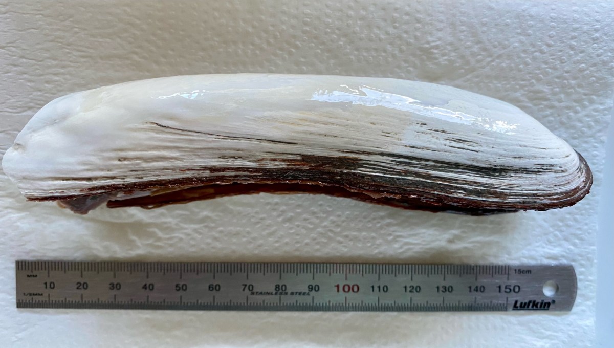 Friday mystery object #467 | Zygoma