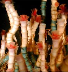 Friday mystery object #476 | Zygoma