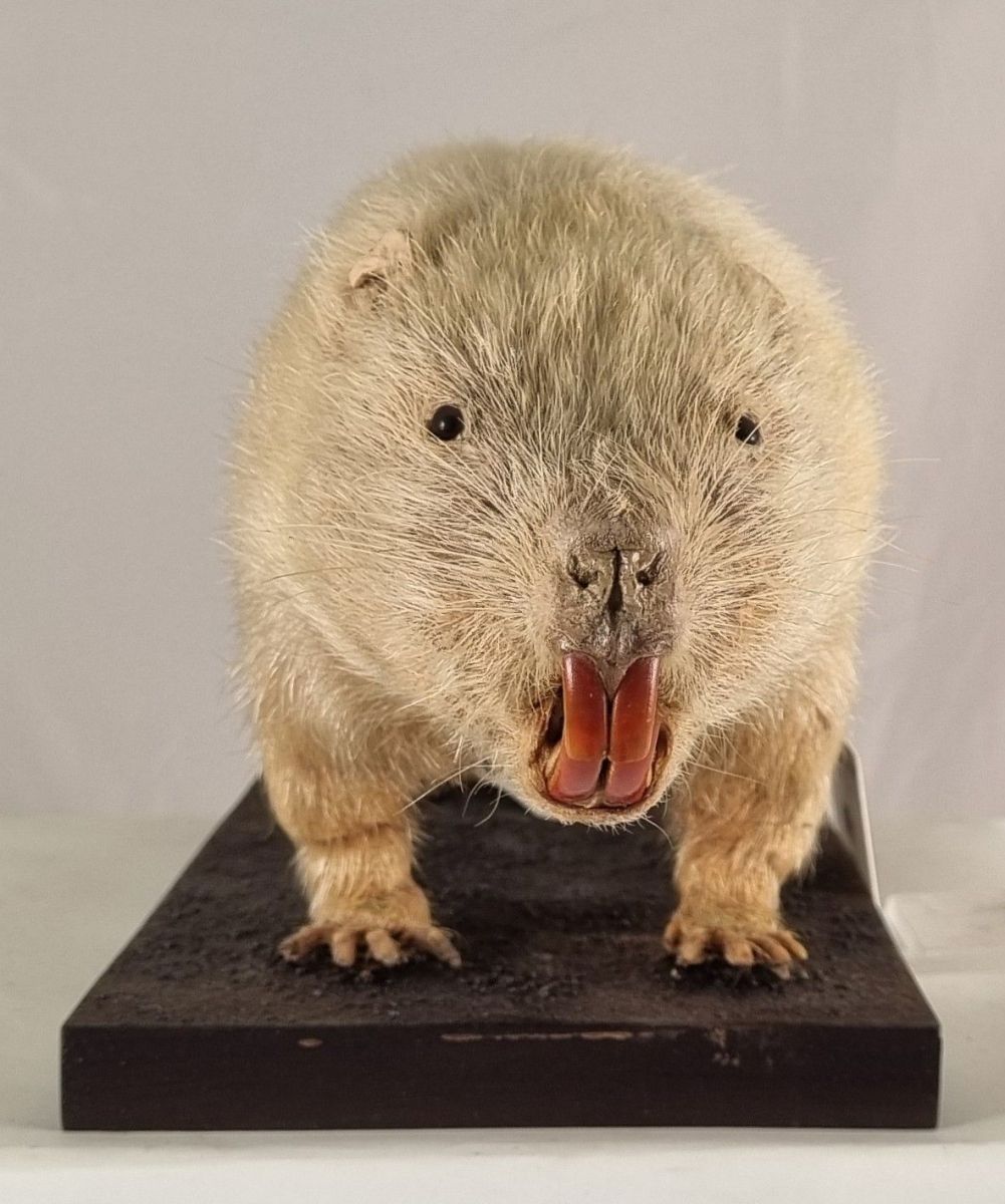 Friday mystery object #492 | Zygoma