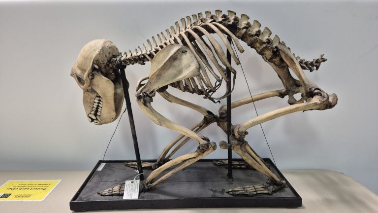 Zygoma | Adventures in natural history collections