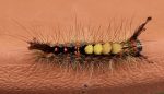 insect | Zygoma