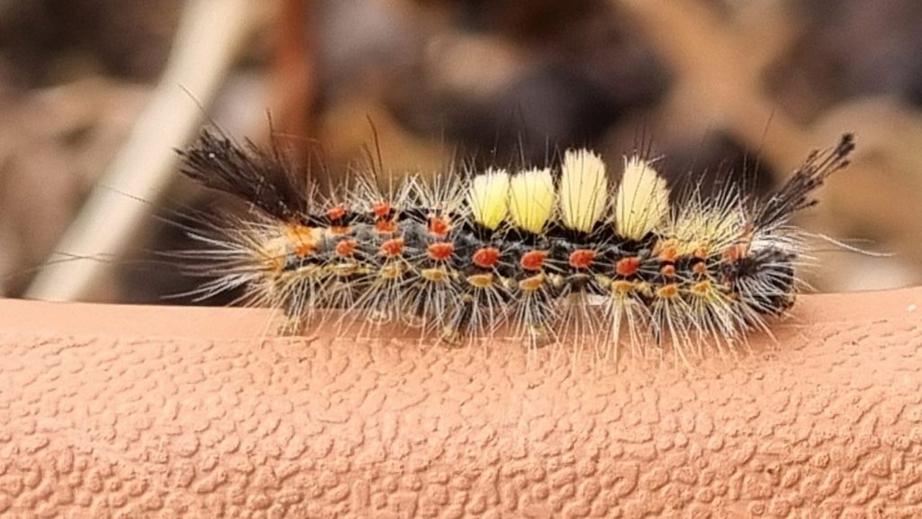 insect | Zygoma
