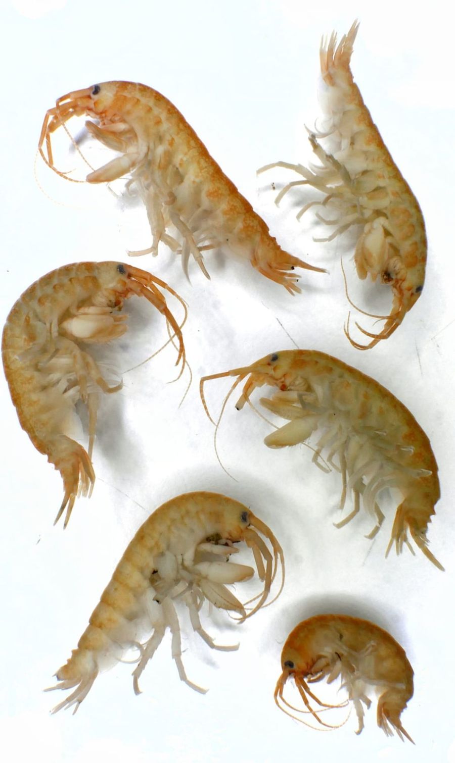 Friday mystery object #525 | Zygoma